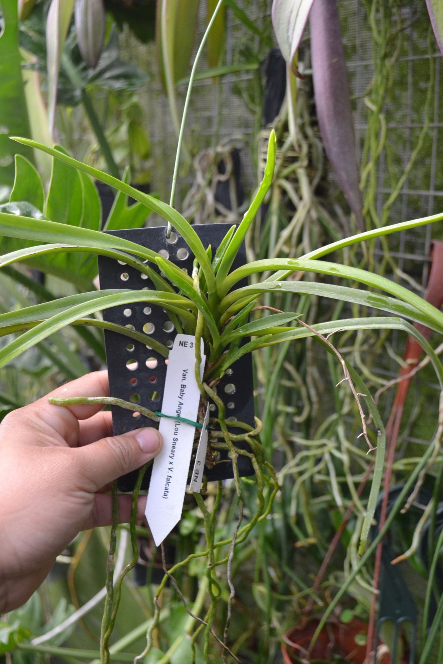 Orchid Vanda Neostylis Baby Angel Minature Live Orchid - Etsy