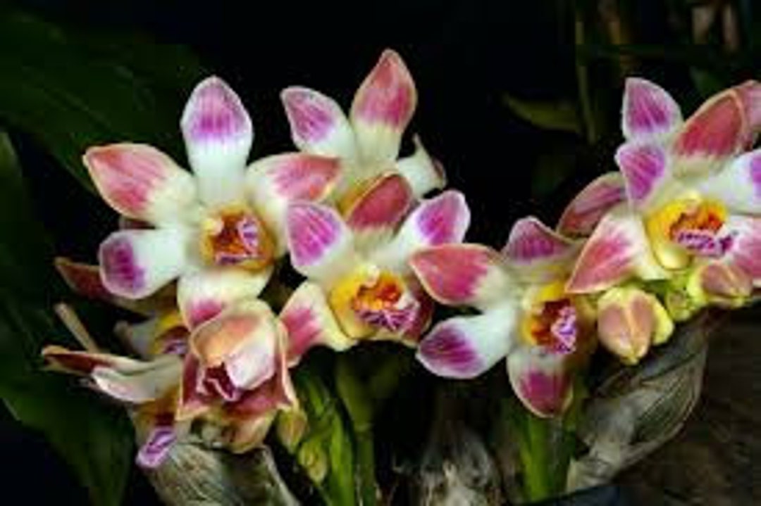 Very Rare Species Orchid Chysis Limminghei Species Live Plant - Etsy