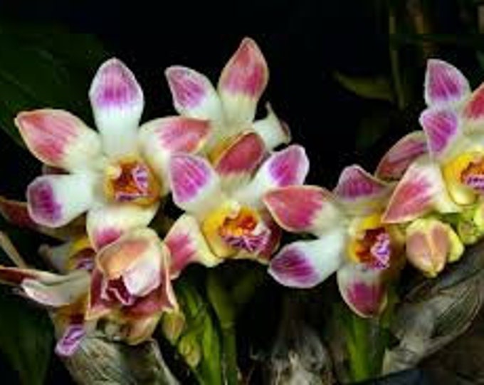 Very Rare Species Orchid Chysis Limminghei Species Live Plant - Etsy