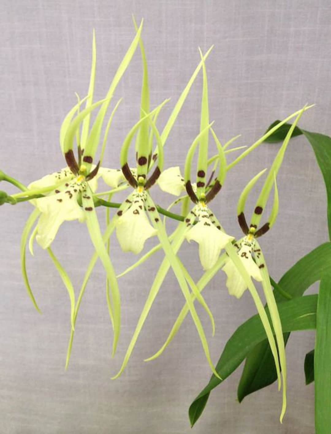 Orchid Hybrid Oncidium Brassia Rex Live Mature Plant - Etsy