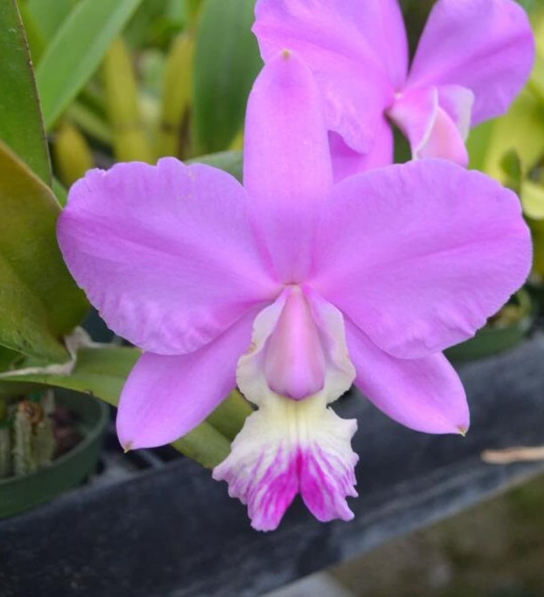 Orchid Cattleya Atticus Live Plant - Etsy