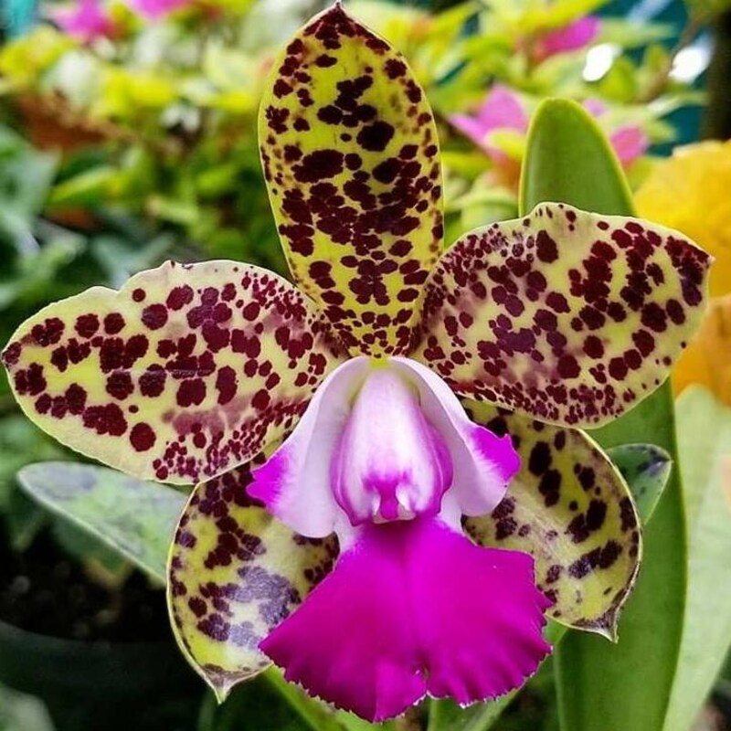 RitterOrchids - Etsy