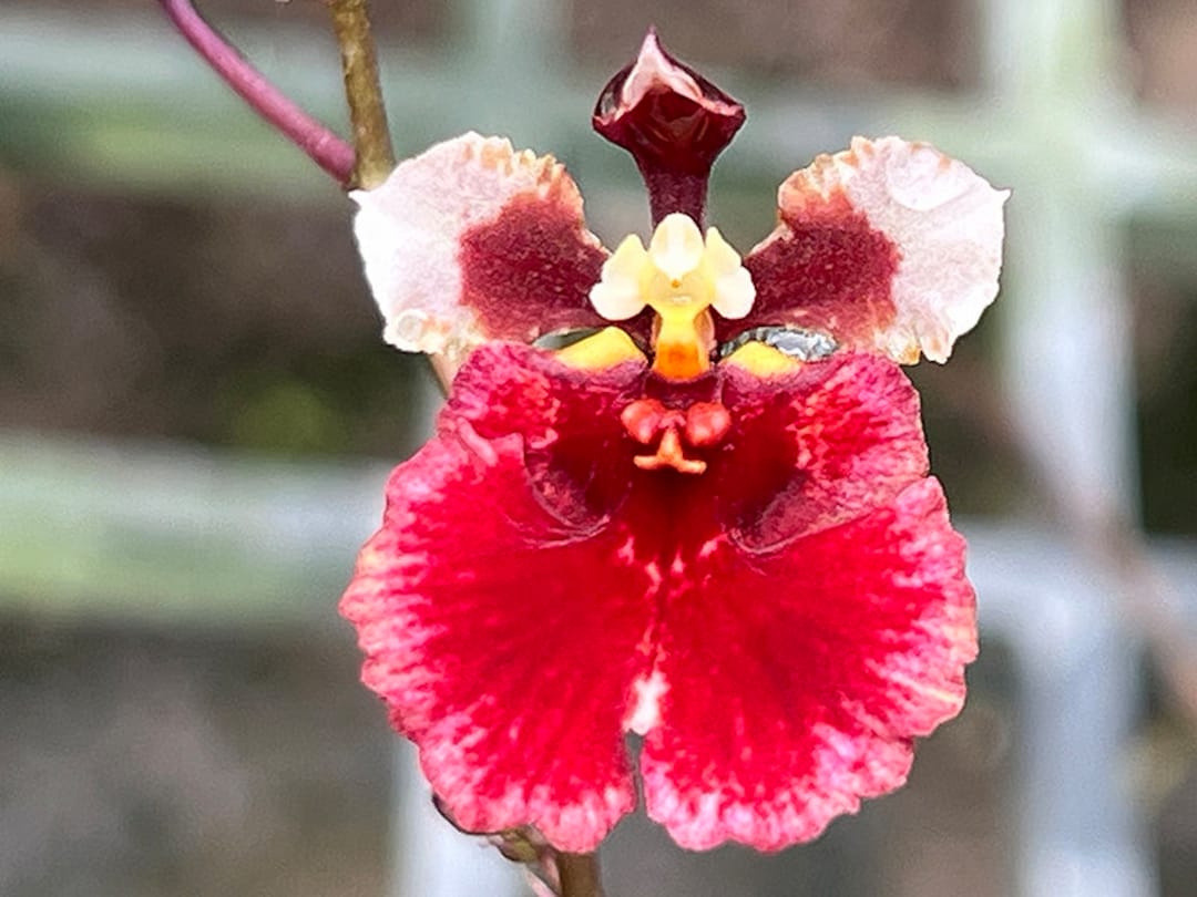 Miniature Orchid Oncidium Tolumnia Jairak Flyer 'red Cherry' Oncidium ...