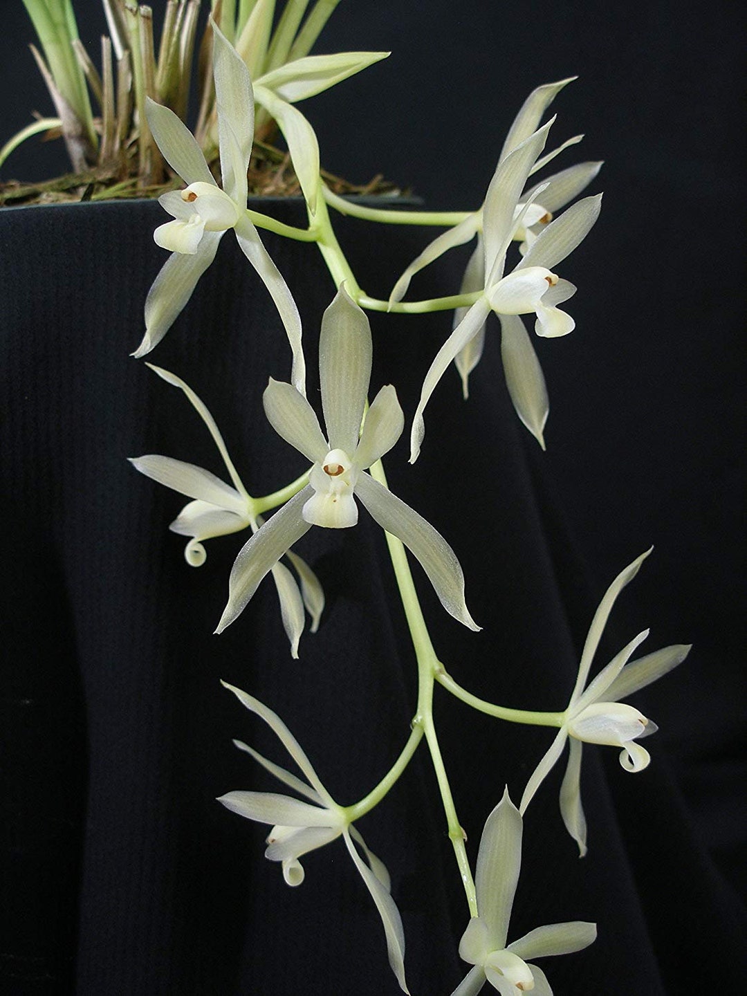 Plant Rare Species Orchid Cymbidium Dayanum Var Alba Rare Live Plant - Etsy