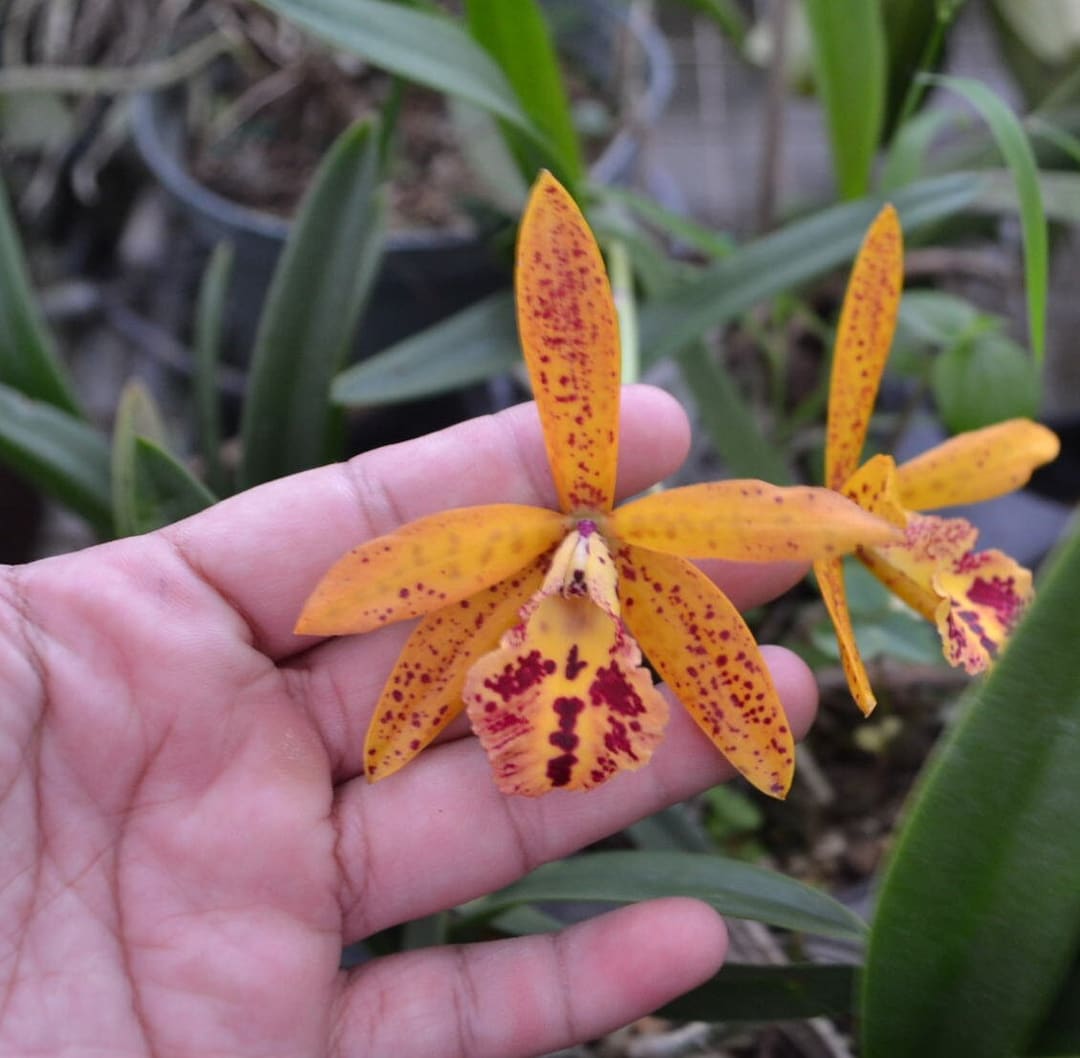 Orchid Cattleya Bc Rustic Spot Mature Live Plant - Etsy
