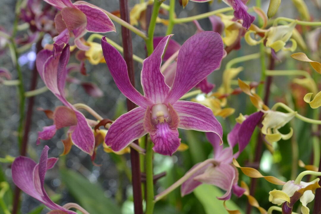 Orchid Dendrobium Jacquelyn Thomas Plant Live Orchid - Etsy