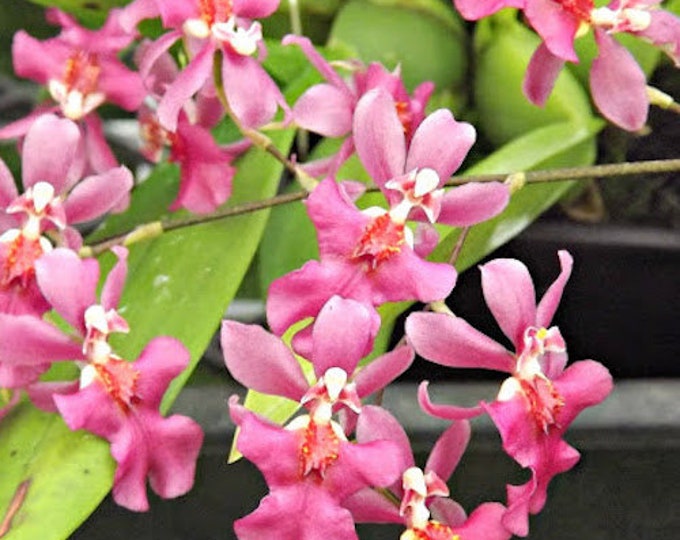 Orchid Oncidium Twinkle 'pink' Live Plant - Etsy
