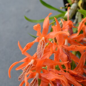 Orchid Dendrobium Den Tangerine Dream X Den Unicum Live Plant - Etsy