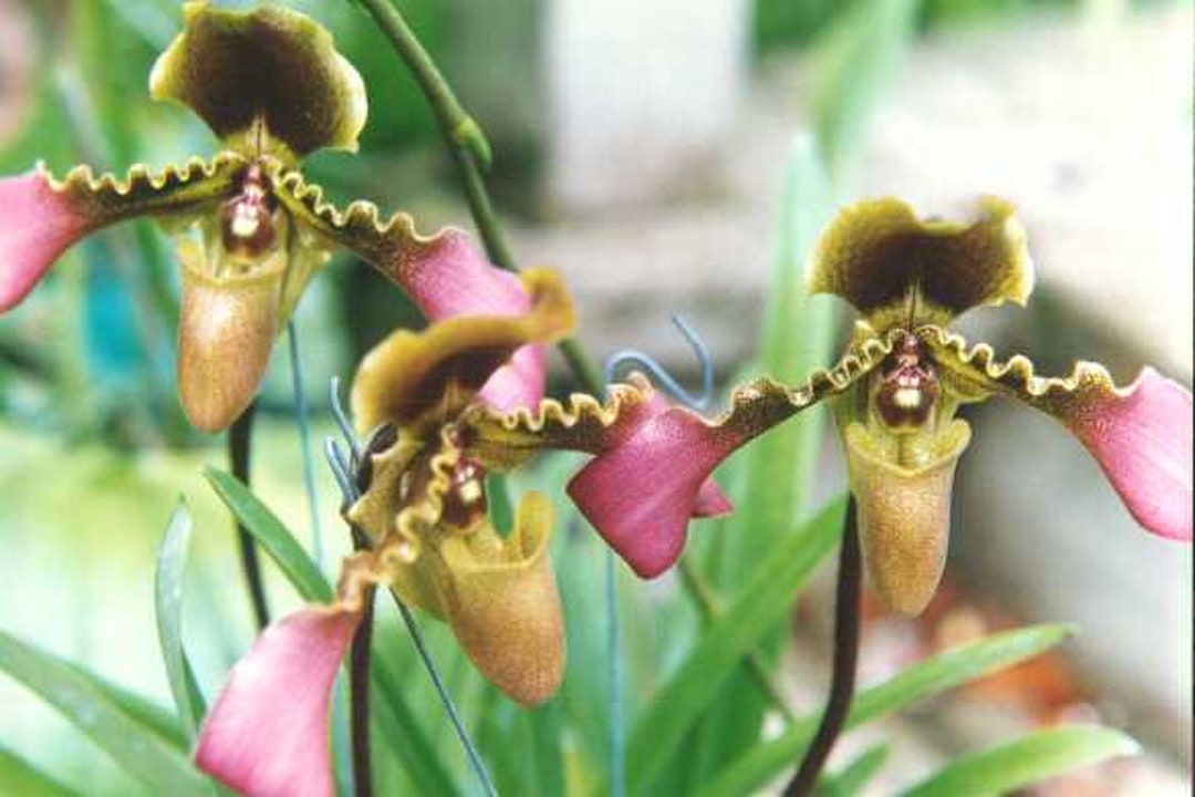 Species Orchid Paph Paphiopedilum Paph. Hirsutissimum Live Plant - Etsy