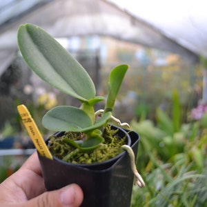 Orchid Cattleya Rth. Nell Hammer 'STK' Live Plant - Etsy