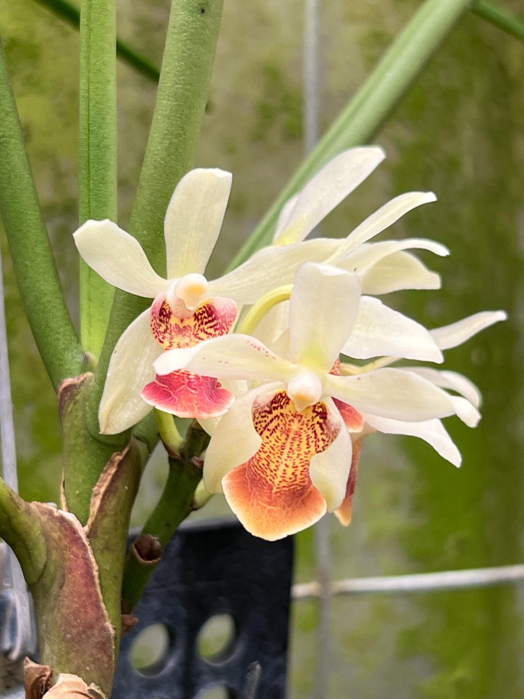 Live Orchid Vanda Paraphalaenopsis Laycockii X Luisia Primulina Pencil ...