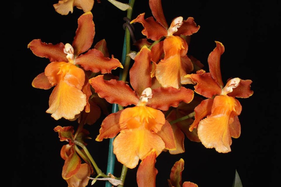 Orchid Oncidium Catatante 'orange Kiss' Mature Plant Oncidium - Etsy