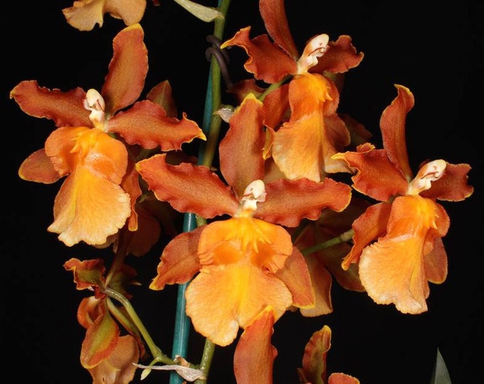 Orchid Oncidium Catatante 'orange Kiss' Mature Plant Oncidium - Etsy