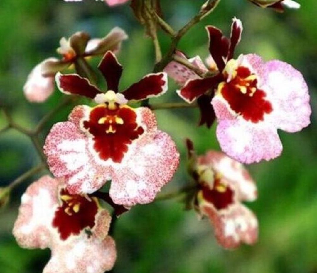 Miniature Orchid Oncidium Tolumnia Jairak Flyer 'mangosteen' Oncidium ...