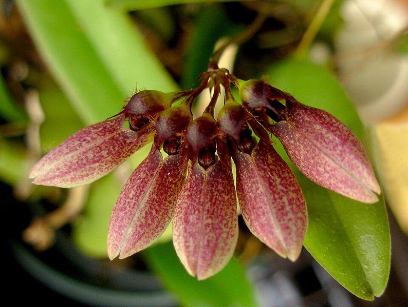 Rare Orchid Species Bulbophyllum Bulb Lepidum Rare Live Plant - Etsy