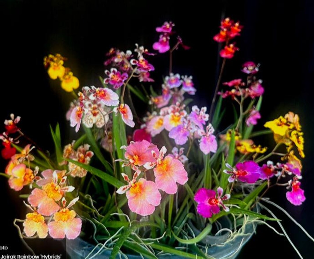 Miniature Orchid Oncidium Tolumnia Jairak Rainbow Hybrids Oncidium ...