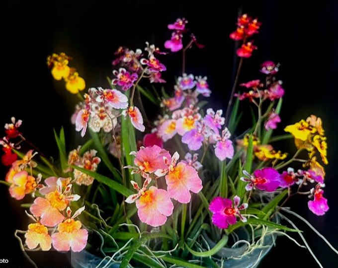 Miniature Orchid Oncidium Tolumnia Jairak Rainbow Hybrids Oncidium ...