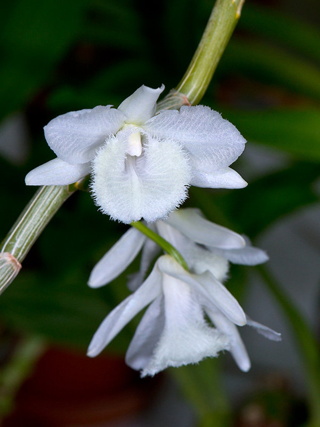 Rare Orchid Species Dendrobium Den Aphyllum Alba Live Mature Orchid ...