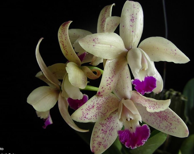 Orchid Cattleya Cattleya Jairak Cute Mature Live Plant - Etsy