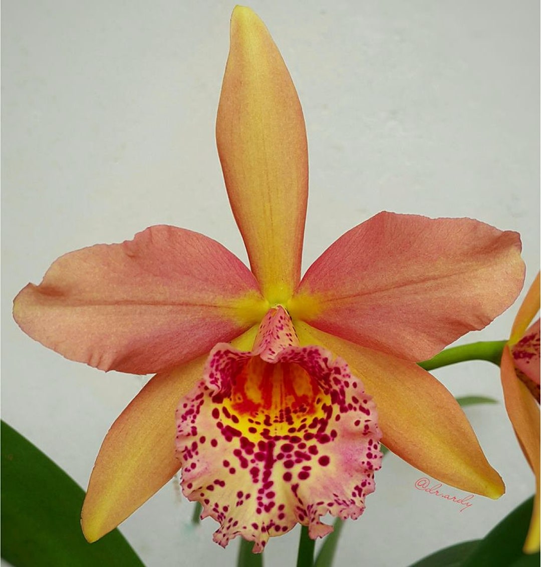 Orchid Cattleya Rby. Copper Queen Live Plant - Etsy