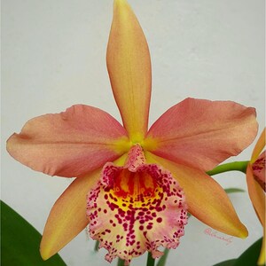 Orchid Cattleya Rby. Copper Queen Live Plant - Etsy