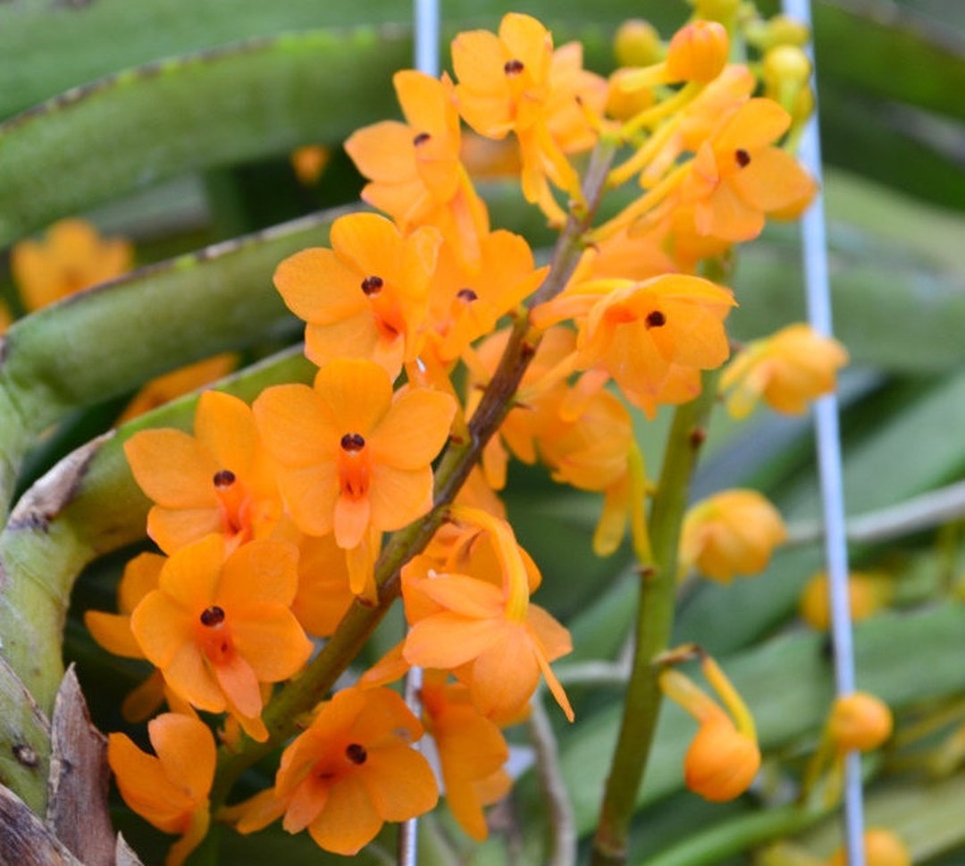 Miniature Orchid Vanda Species Ascocentrum Miniatum Mature Live Orchid ...