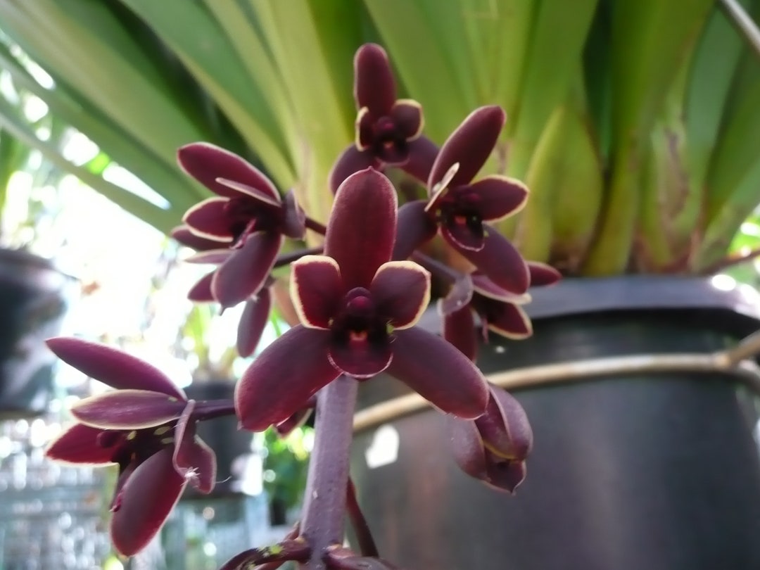 Rare Orchid Cymbidium Little Black Sambo Rare Live Plant - Etsy