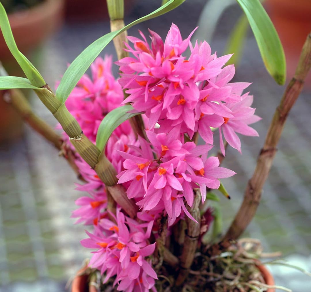 Rare Orchid Species Dendrobium Den Bracteosum Mature Live Plant - Etsy