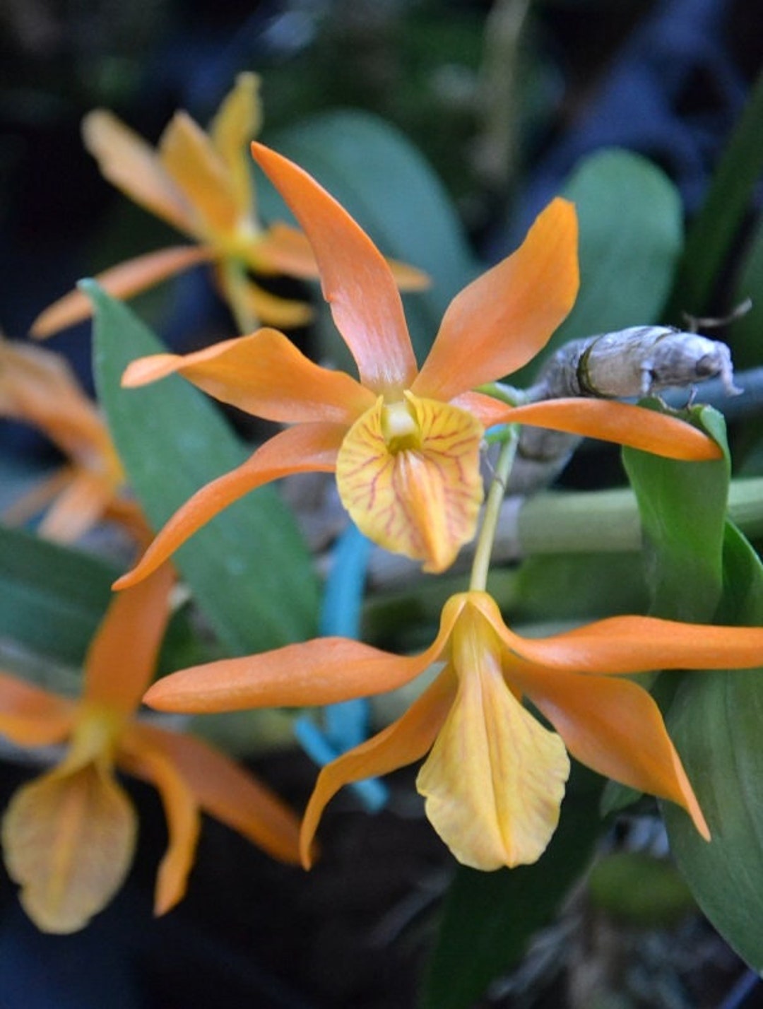 Orchid Dendrobium Den Unicum X Den Star Dust Live Plant - Etsy