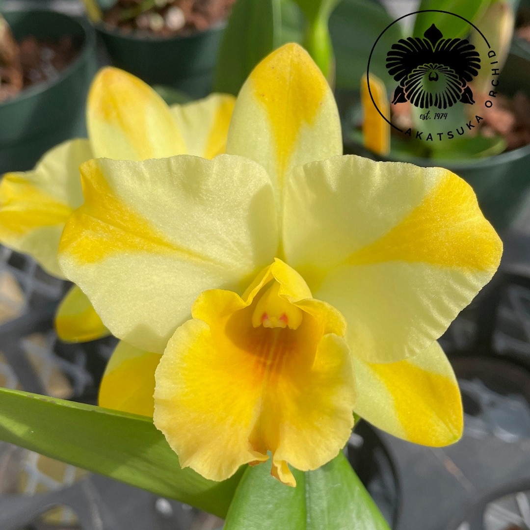 Orchid Cattleya Rth. Nell Hammer 'STK' Live Plant - Etsy