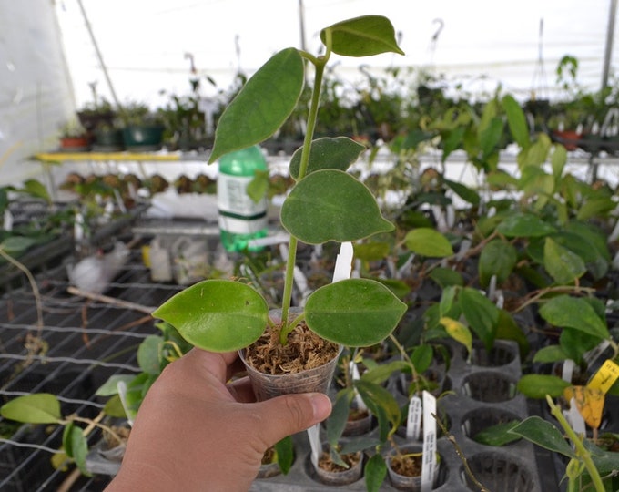 Hoya Gigas Rare Rooted Hoya Live Trailing Plant Hoya Plant - Etsy