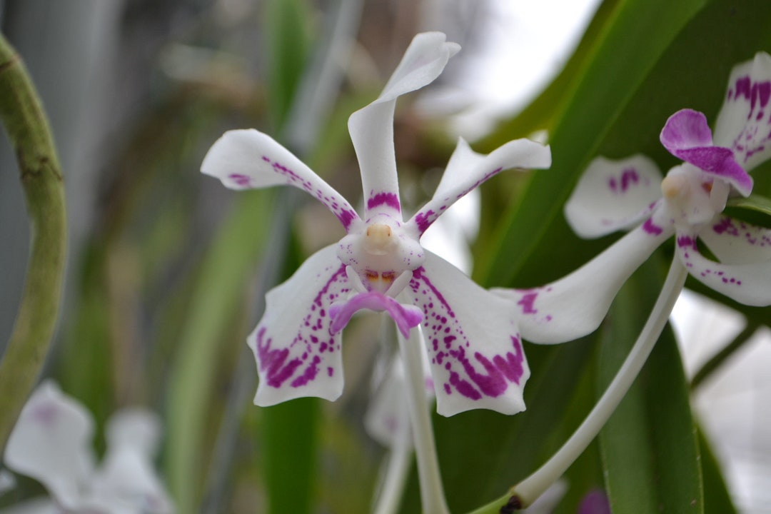 VERY BIG PLANT Orchid Vanda Species Vanda Luzonica Mature Live Orchid ...