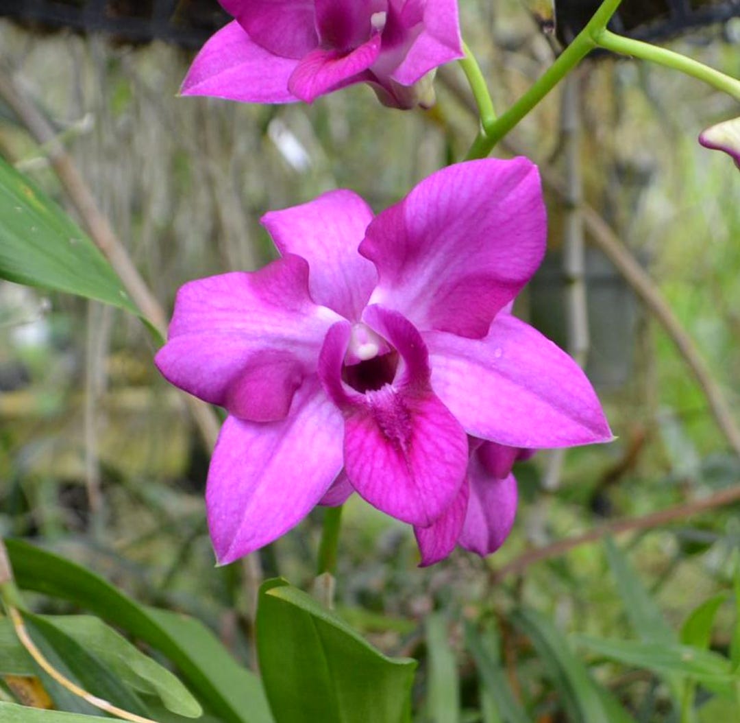 Orchid Dendrobium Den. Red King Dragon Mature Live Plant - Etsy