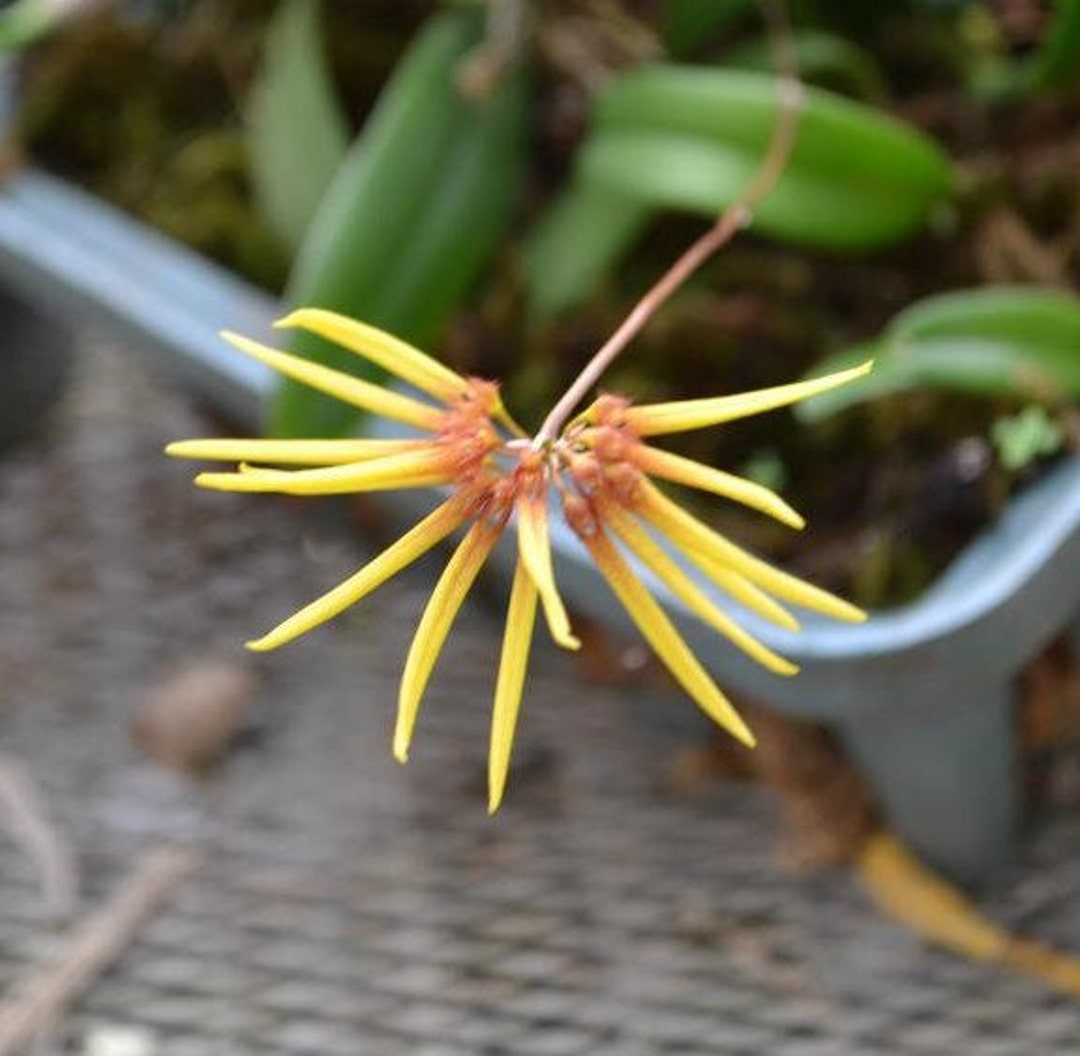 Rare Orchid Species Bulbophyllum Bulb Makoyanum Rare Live Plant - Etsy