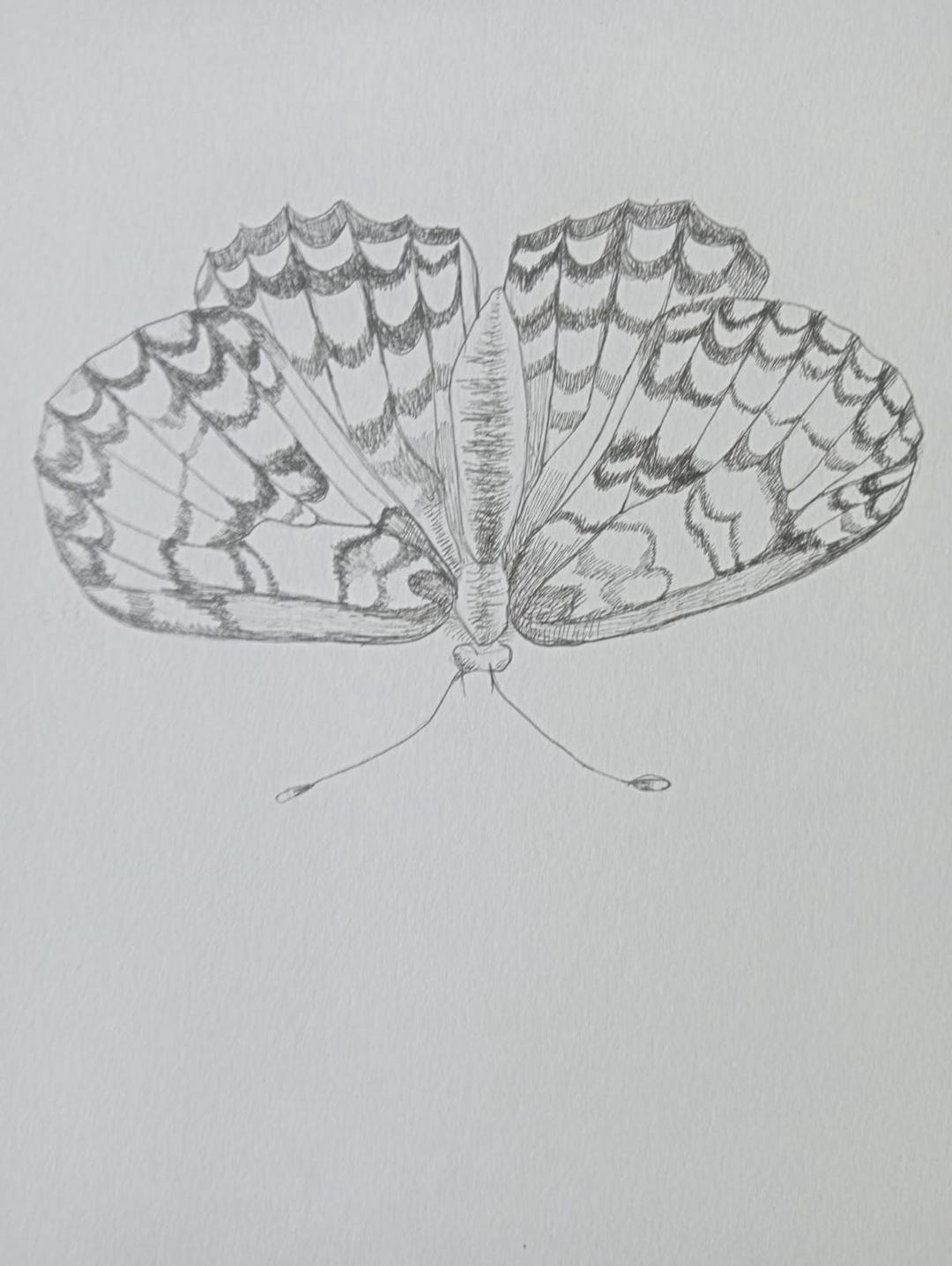 Original Butterfly Drawing – Fine Art Black Ink Illustration – Nature ...