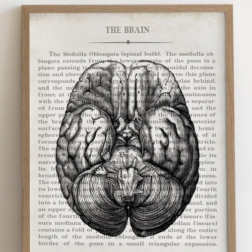 Brain Art Vintage Anatomy Art Print Neurologist Neuroscience - Etsy