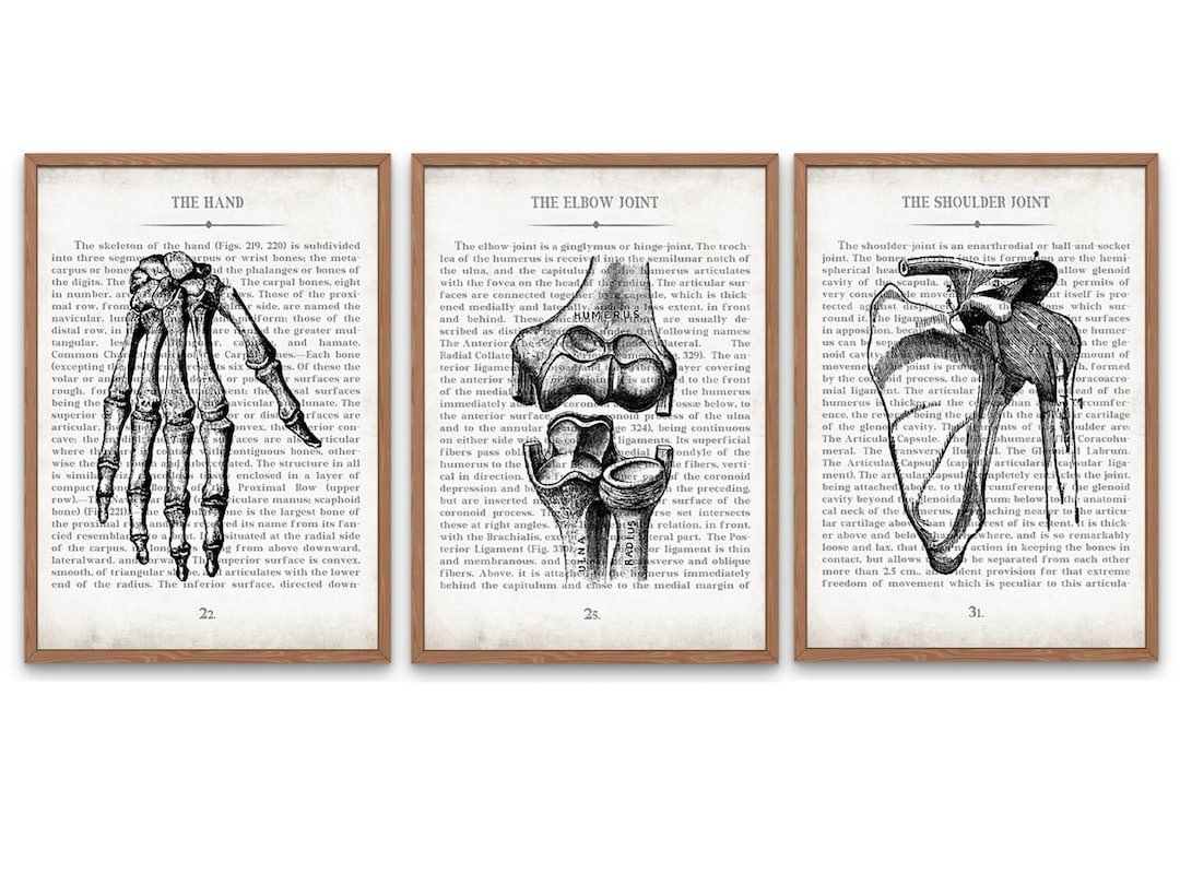 Hand Elbow Shoulder Vintage Anatomy Art Print Set of 3 Physical Therapy ...