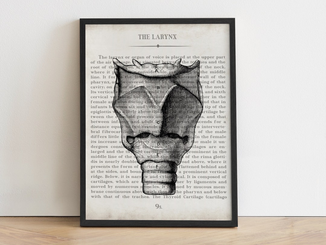 Speech Language Pathologist Gift, Larynx Vintage Anatomy Wall Art Print ...