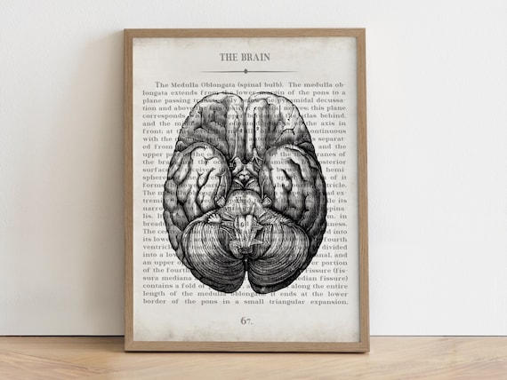 Anatomical Planes Of Brain