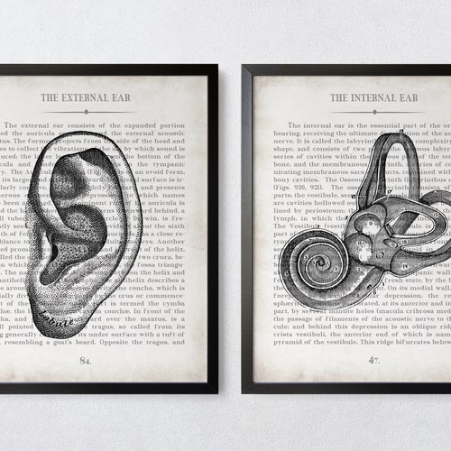 Ear Art Ear and Inner Ear Vintage Anatomy Art Print Set of 2 - Etsy