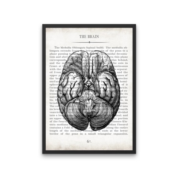 Brain Art Vintage Anatomy Art Print Psychologist Neuroscience - Etsy