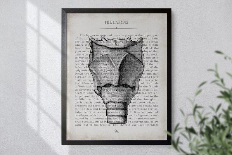 Speech Language Pathologist Gift Larynx Vintage Anatomy Wall - Etsy