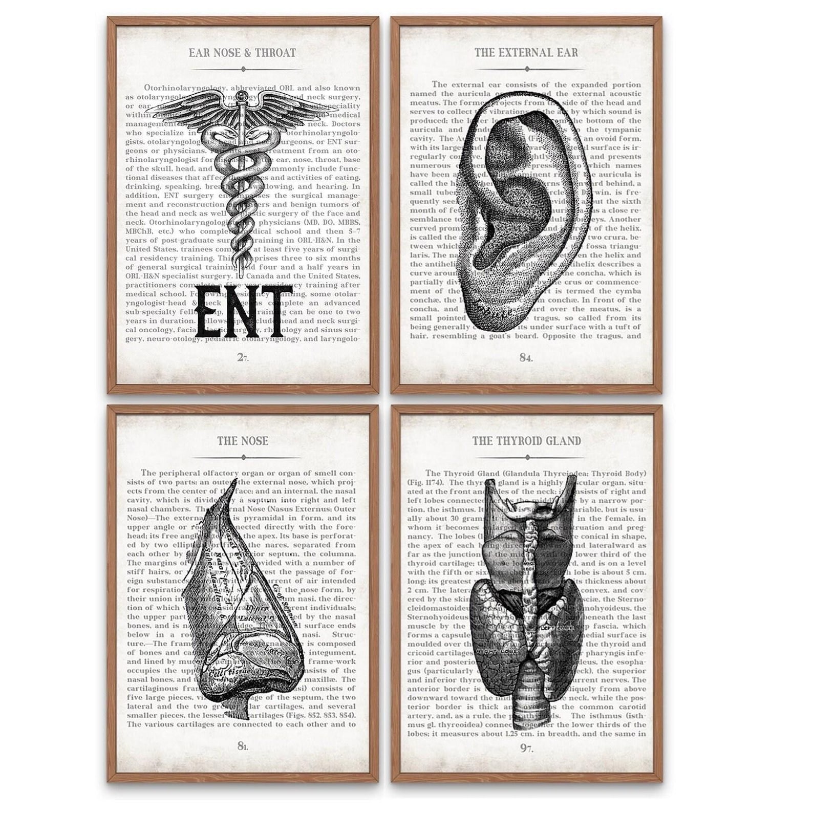 Vintage ENT Anatomy Art Print Set: Ear, Nose, Throat, Thyroid ...