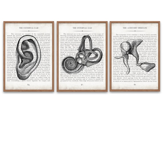 Ear Art Ear Inner Ear Ossicle Vintage Anatomy Art Print Set of - Etsy