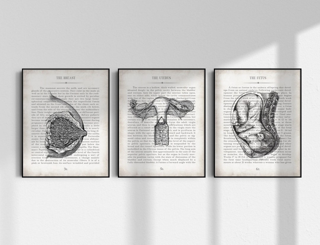 Female Anatomy Art Print Set of 3, Woman Anatomy Wall Art, Fetus Art ...