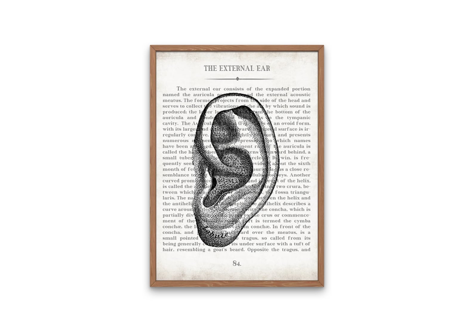 Ear Art Ear Inner Ear Ossicle Vintage Anatomy Art Print Set of - Etsy