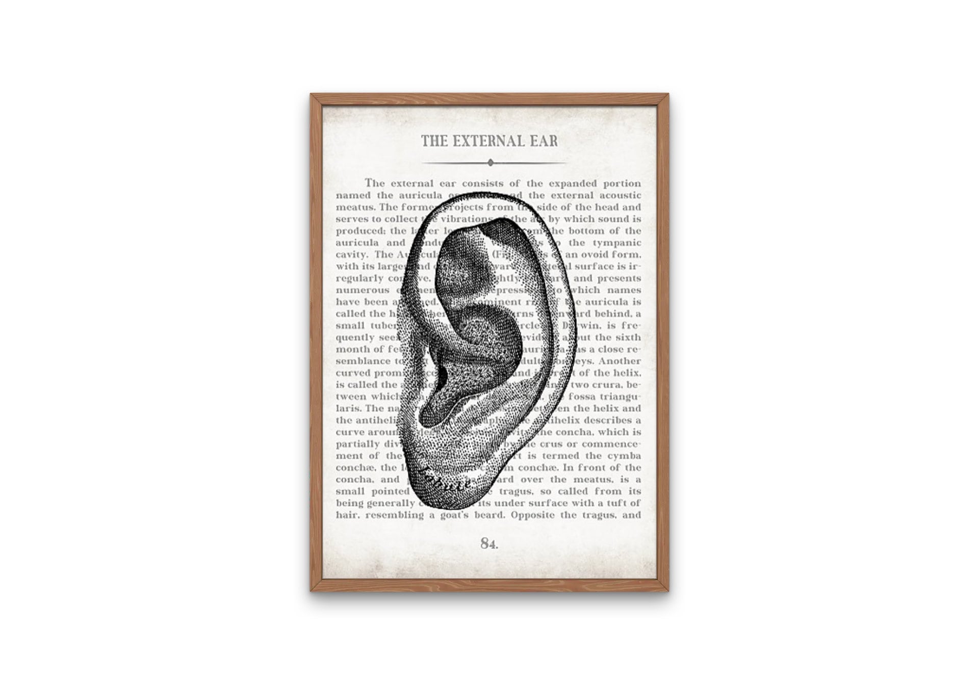 ENT Gift ENT Ear Nose and Throat Vintage Anatomy Art Print Set of 4 - Etsy