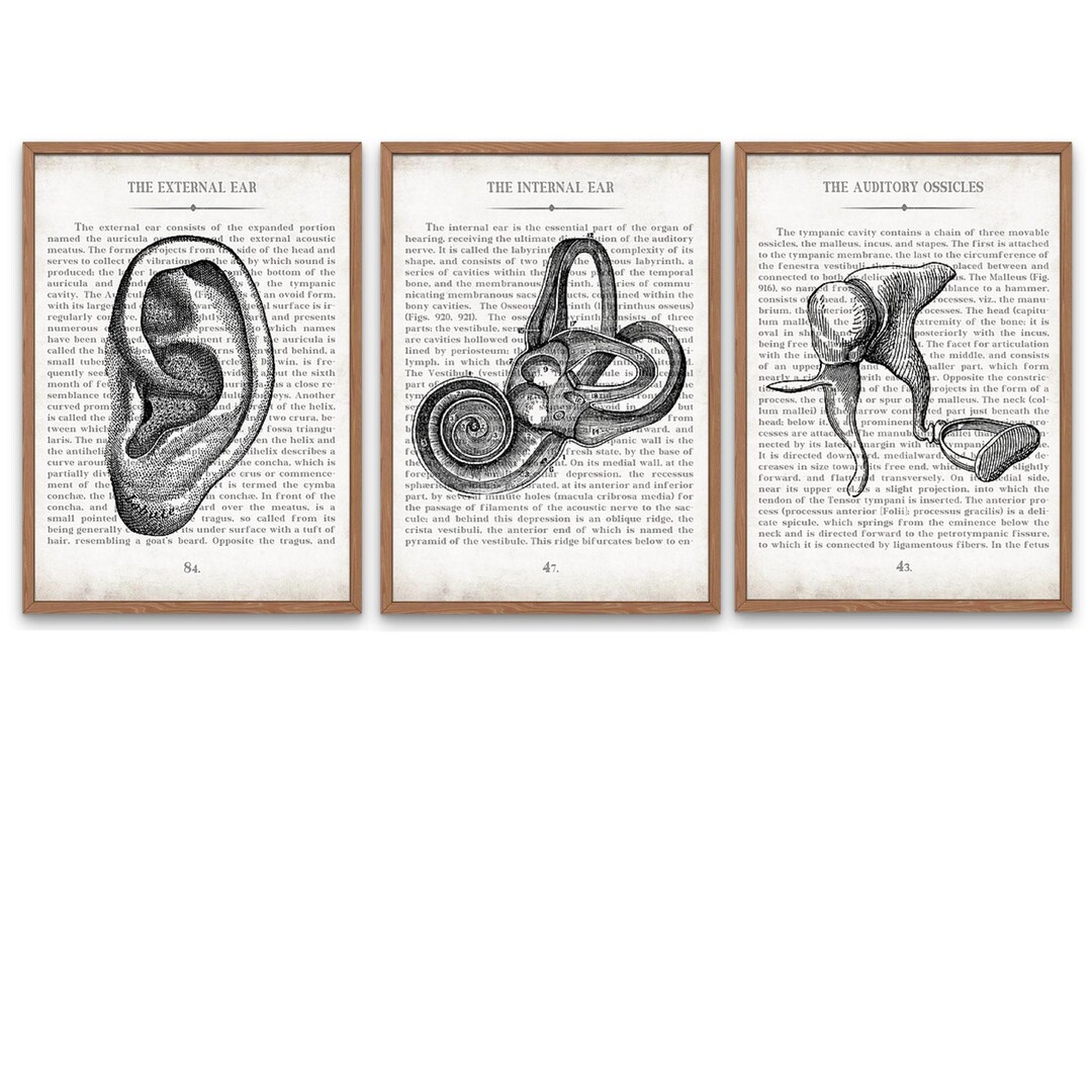 Ear Art Ear Inner Ear Ossicle Vintage Anatomy Art Print Set of 3 ...