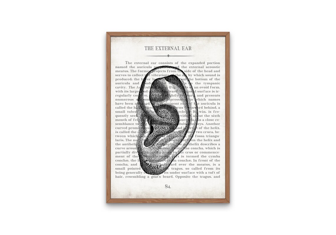 Ear Art Ear and Inner Ear Vintage Anatomy Art Print Set of 2 - Etsy