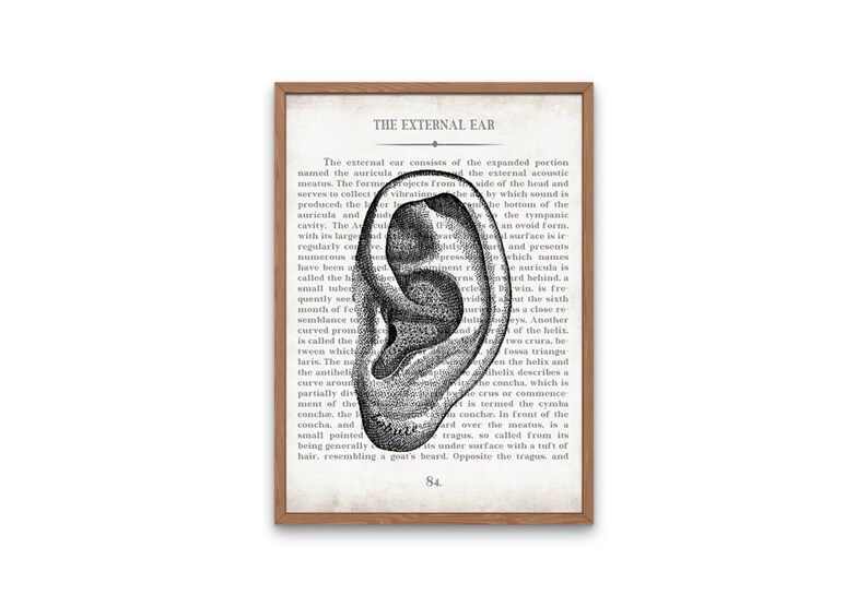 Ear Art Ear and Inner Ear Vintage Anatomy Art Print Set of 2 - Etsy
